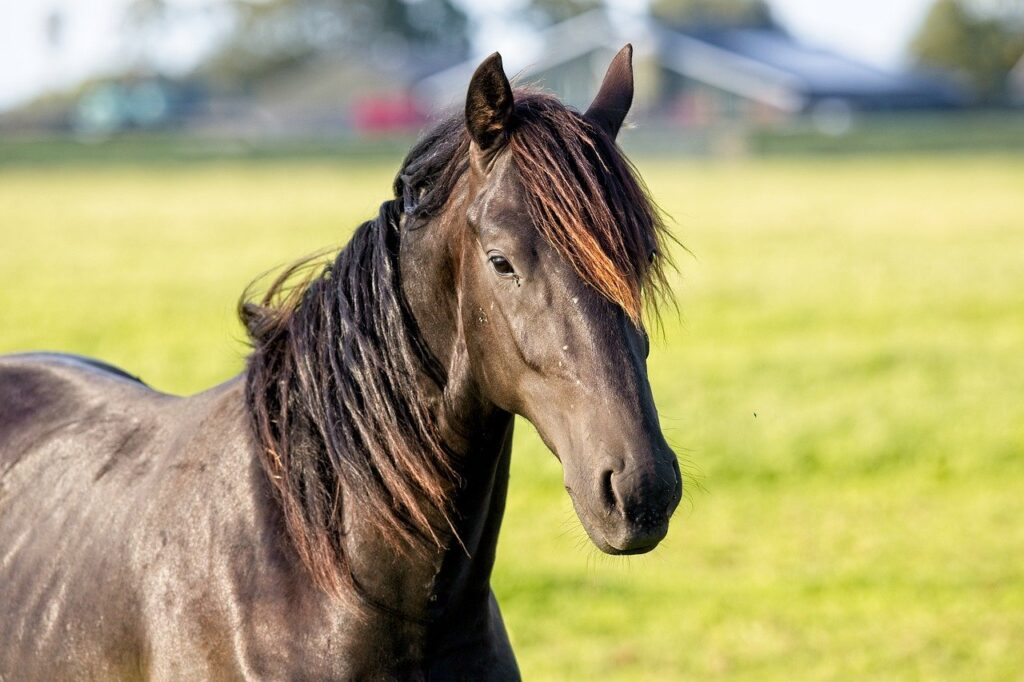 Cheval miniature américain : présentation de ce cheval nain