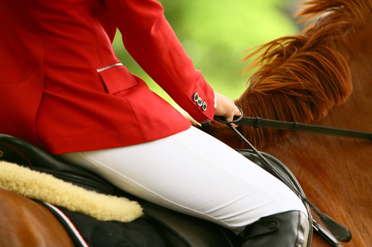 Demi-pension pour cheval : comment bien l’organiser
