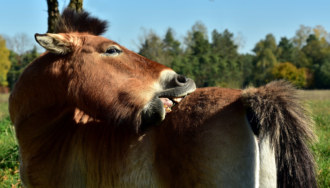 Comment soigner la teigne du cheval