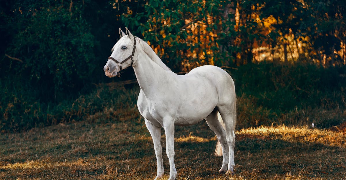 Comment corriger le départ au galop de votre cheval : conseils pratiques