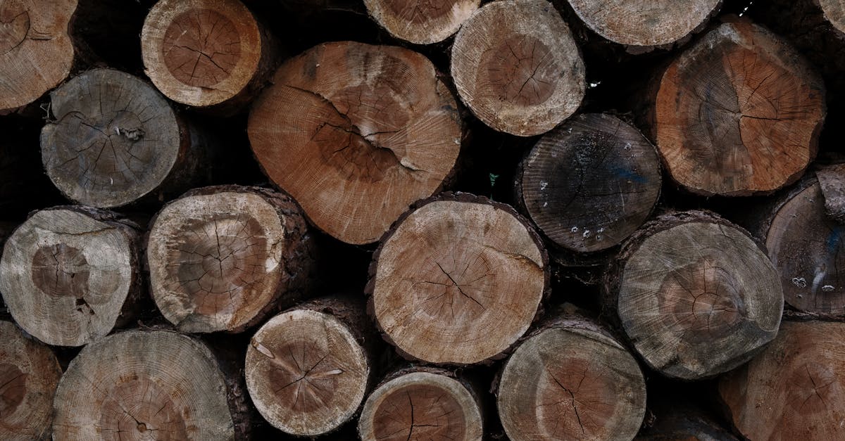 Préparer son équidé pour l'hiver : conseils et précautions essentielles