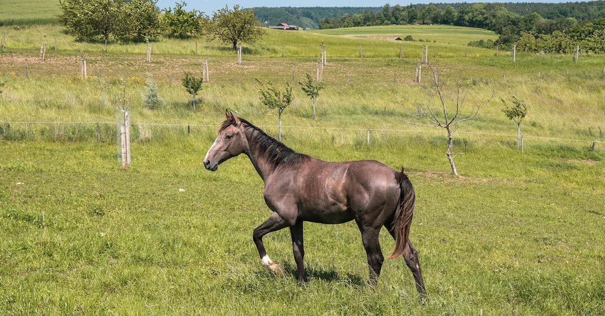 Pourquoi mon cheval change-t-il de pied involontairement au galop et ...