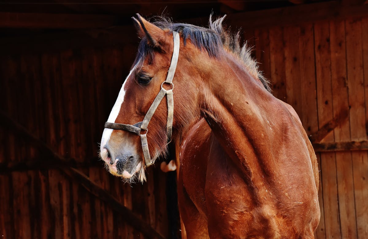 Mon cheval tousse : comprendre, traiter et prévenir efficacement