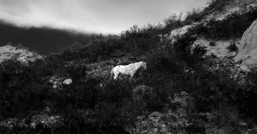 Merens cheval : quelles sont les caractéristiques, le caractère et les ...